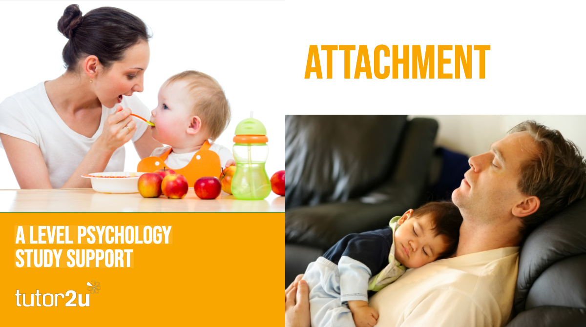Attachment | Collections | Psychology | tutor2u