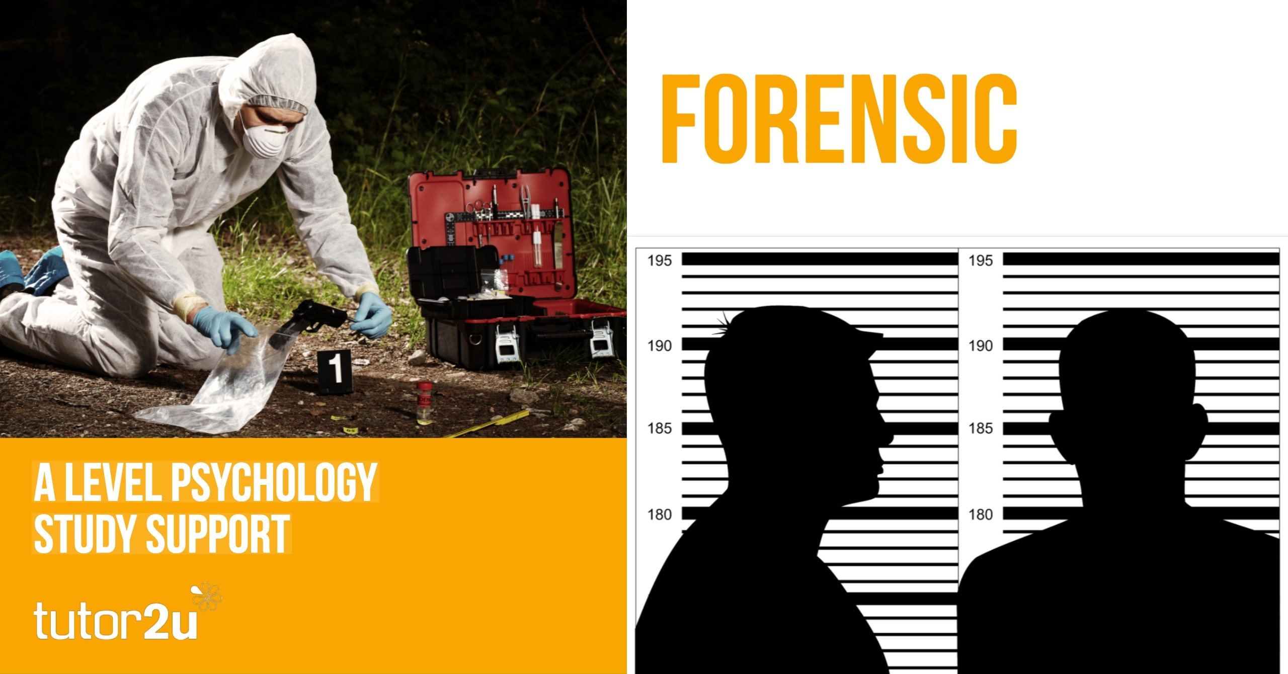 A Level Study Notes: Forensic Psychology | Collections | Psychology ...