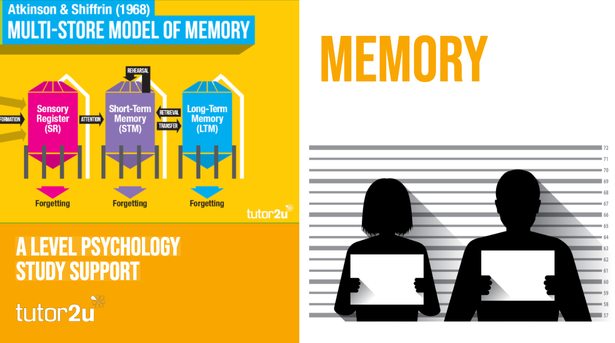 Memory | Collections | Psychology | tutor2u