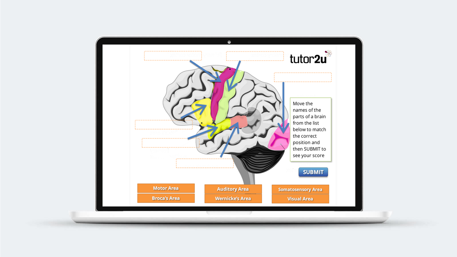 Localisation of Function "Match & Label" Activity | Reference Library ...