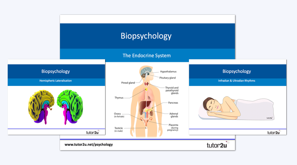 Biopsychology Full Topic PowerPoints for AQA A Level Psychology (exams ...