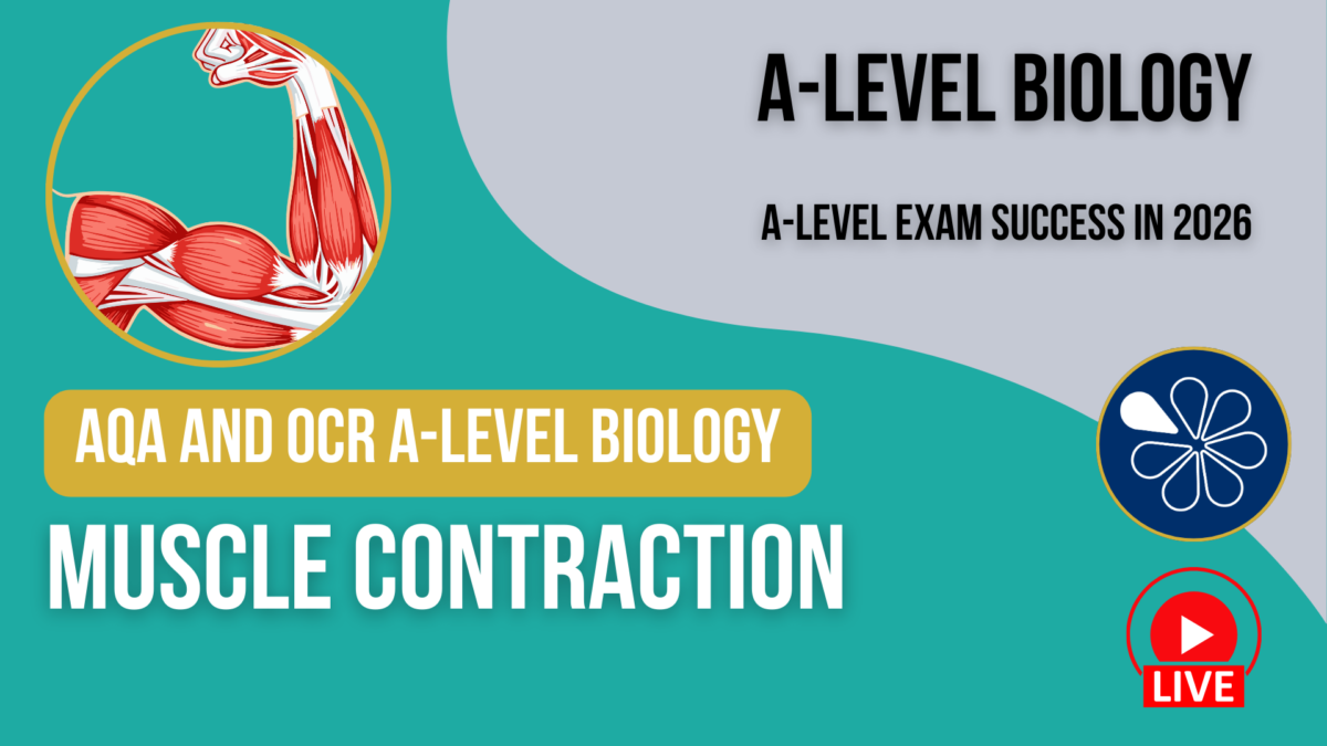 Muscle Contraction | AQA and OCR A-Level Y2 Biology Live Stream 2026 ...