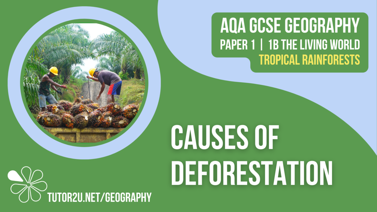 Topic Video for AQA GCSE Geography | Causes of deforestation (Tropical ...