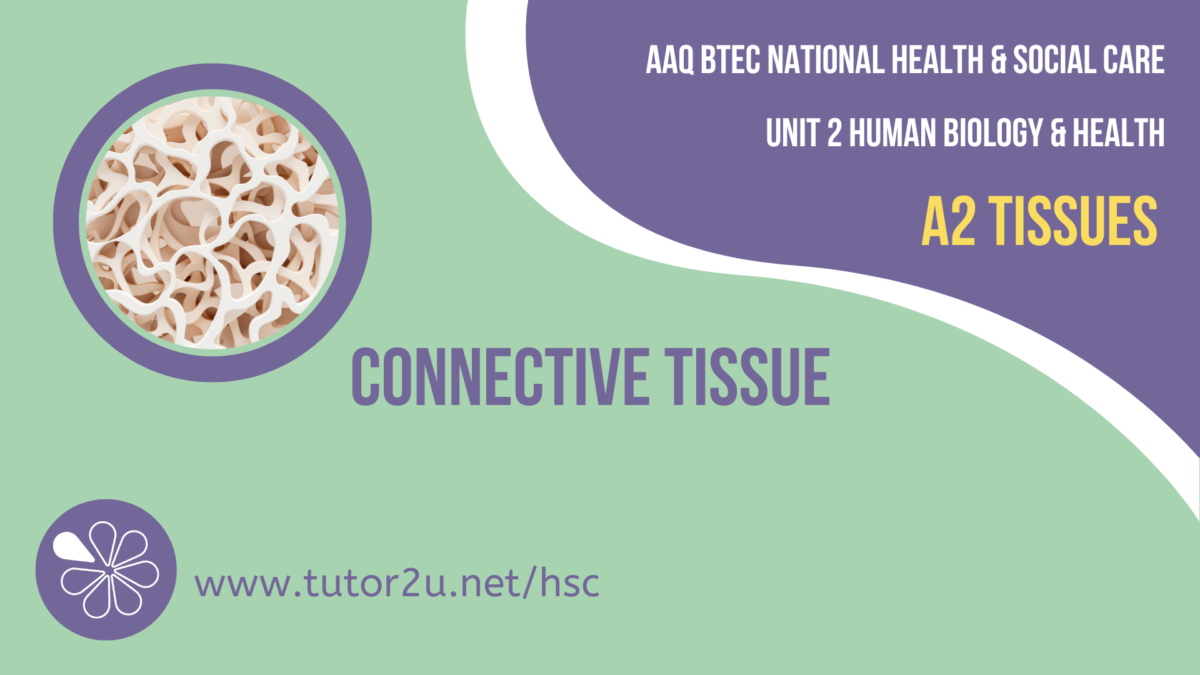 A2 Connective Tissue Topic PowerPoint and Interactive Game | Unit 2 ...