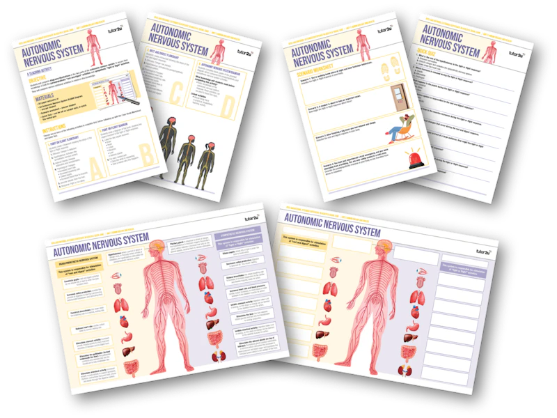 Autonomic Nervous System Teaching Activities for Unit 2 Human Biology ...