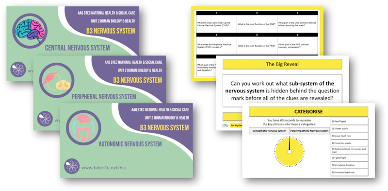 B3 The Nervous System Topic PowerPoints and Interactive Games | Unit 2 ...