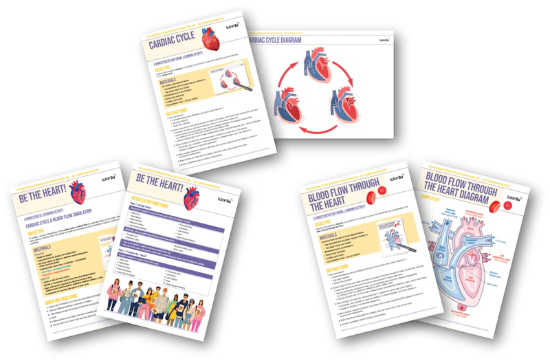 Heart and Cardiac Cycle Teaching Activities for Unit 2 Human Biology ...