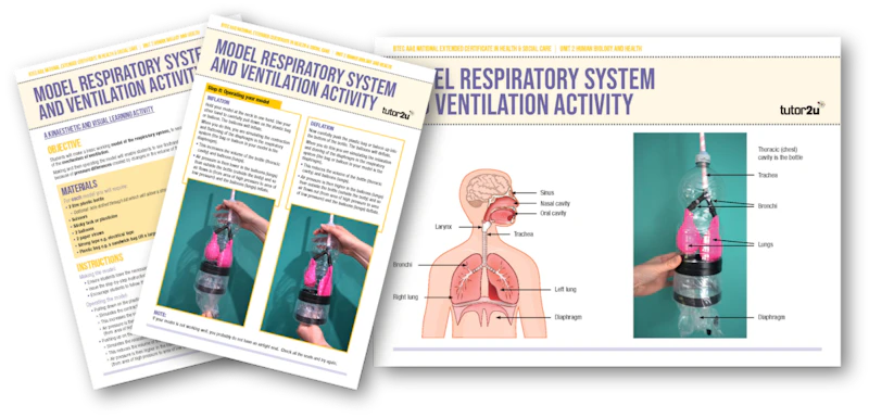 Ventilation Teaching Activities for Unit 2 Human Biology & Health | AAQ ...
