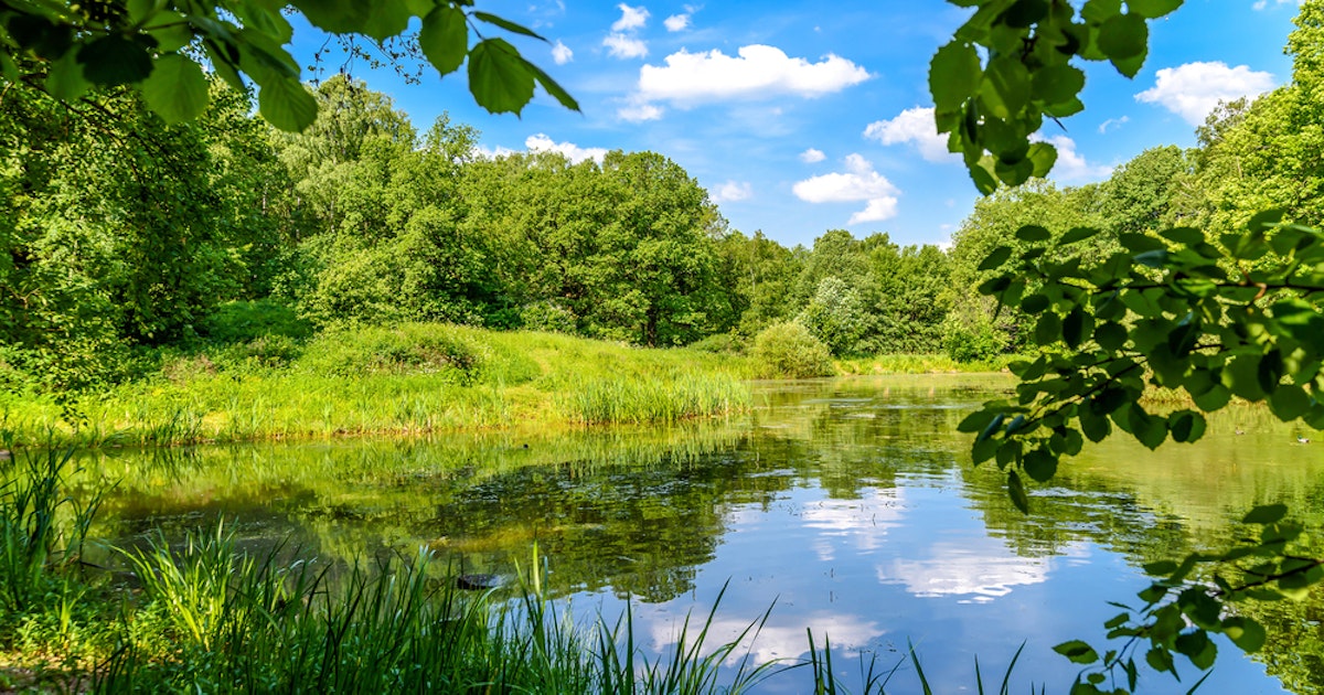 GCSE Geography | Small-scale Ecosystems (Ecosystems 3) | Reference ... GCSE Geography | Small-scale Ecosystems (Ecosystems 3) | Reference ...